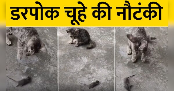 Rat funny acting to save his life from cat video goes viral | डरपोक ...