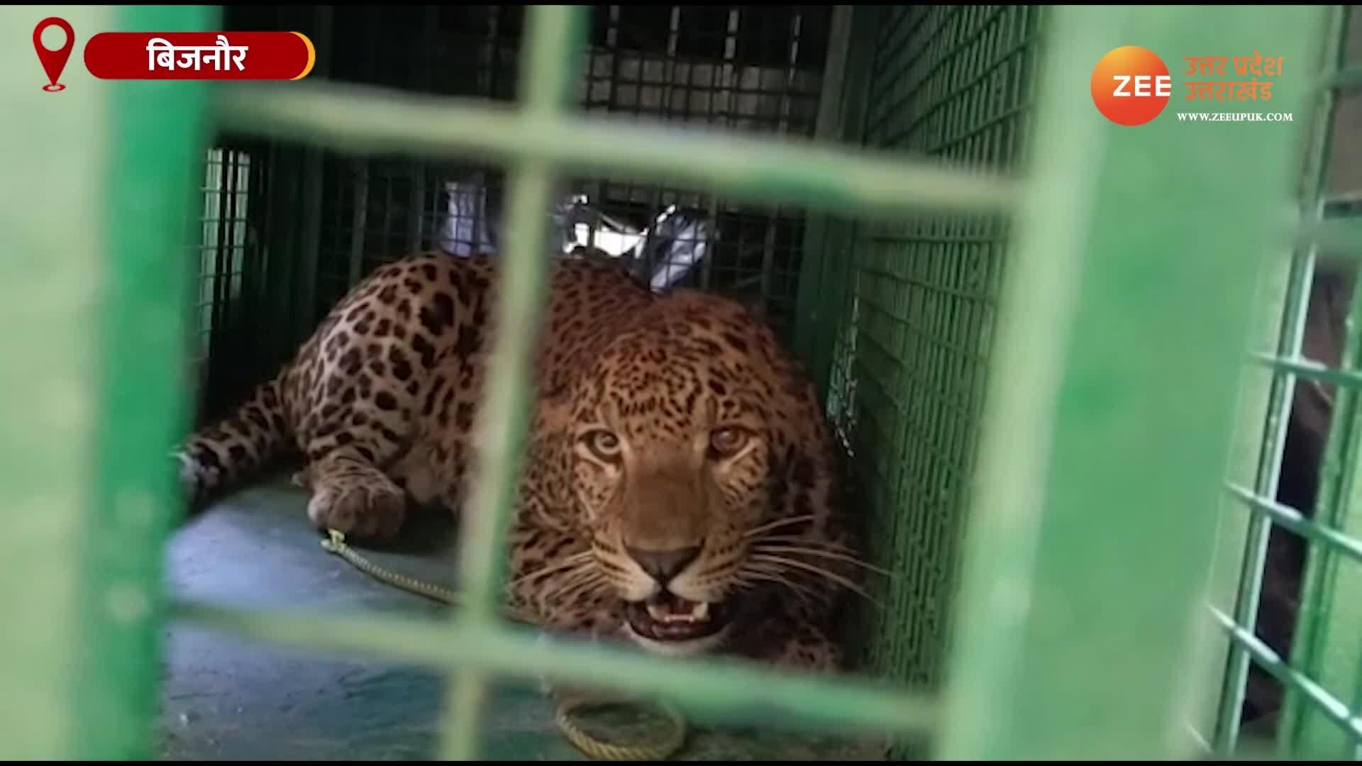 Guldars hunting in Bijnor forest department team rescues Guldar ...