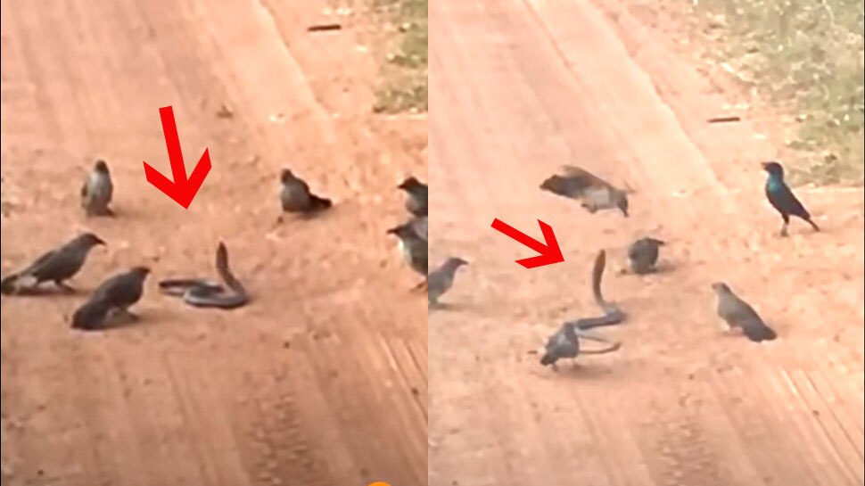 trending today birds hitting badly on snake shocking video viral in ...
