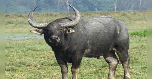 4 female wild buffalo brought from Assam Saturday release wild in 45 ...