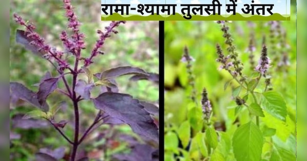 difference between rama shayama tulsi benefits know tulsi plant rules ...