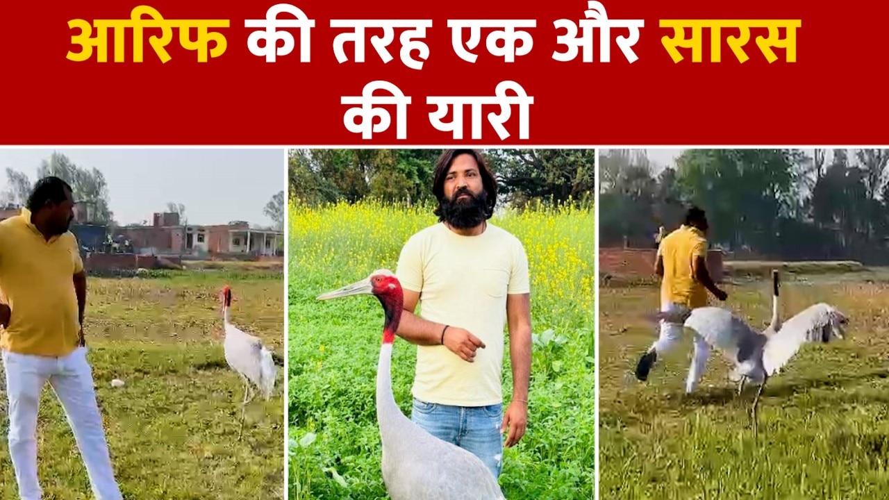 arif bestfriend a stork running fields Arif Saras ki dosti see video ...
