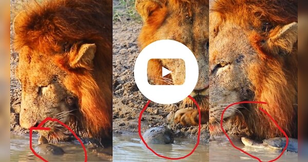 Video of turtle and lion goes viral Video of lion drinking water Jungle ...