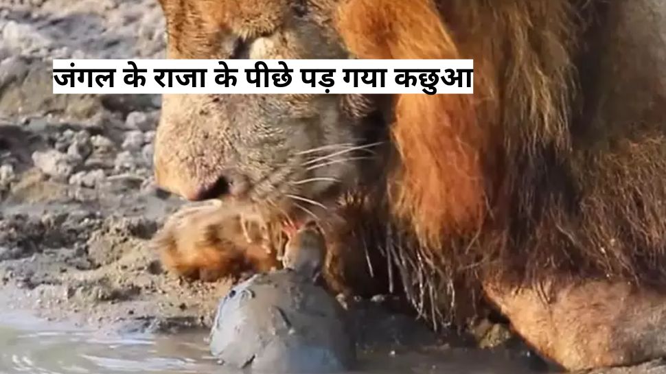turtle bothered lion who reached near river in searh of water video ...