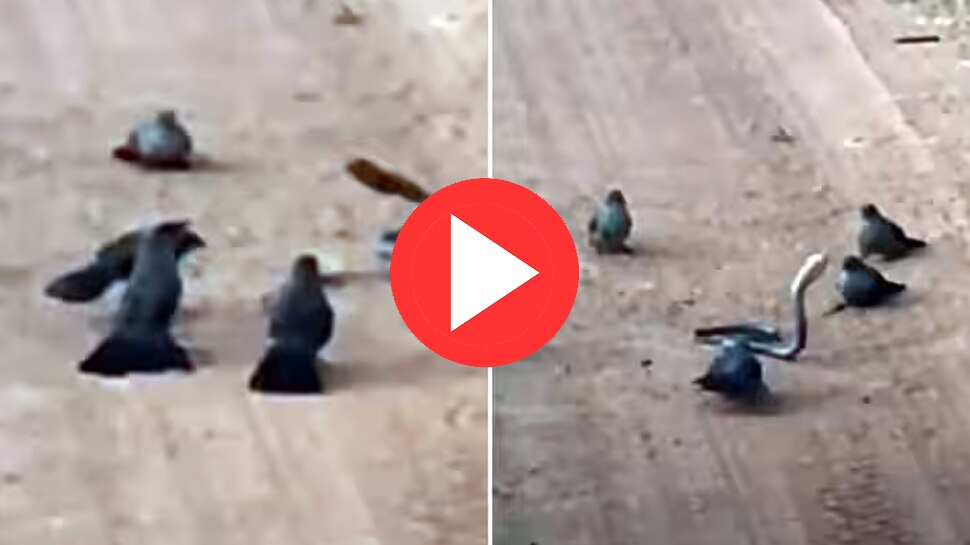 anake viral video Birds Give Snake Massive Beating In Viral Video