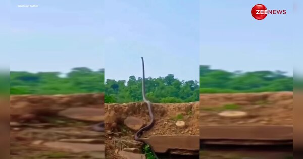 The snake suddenly stood up while crawling video goes viral | OMG ...