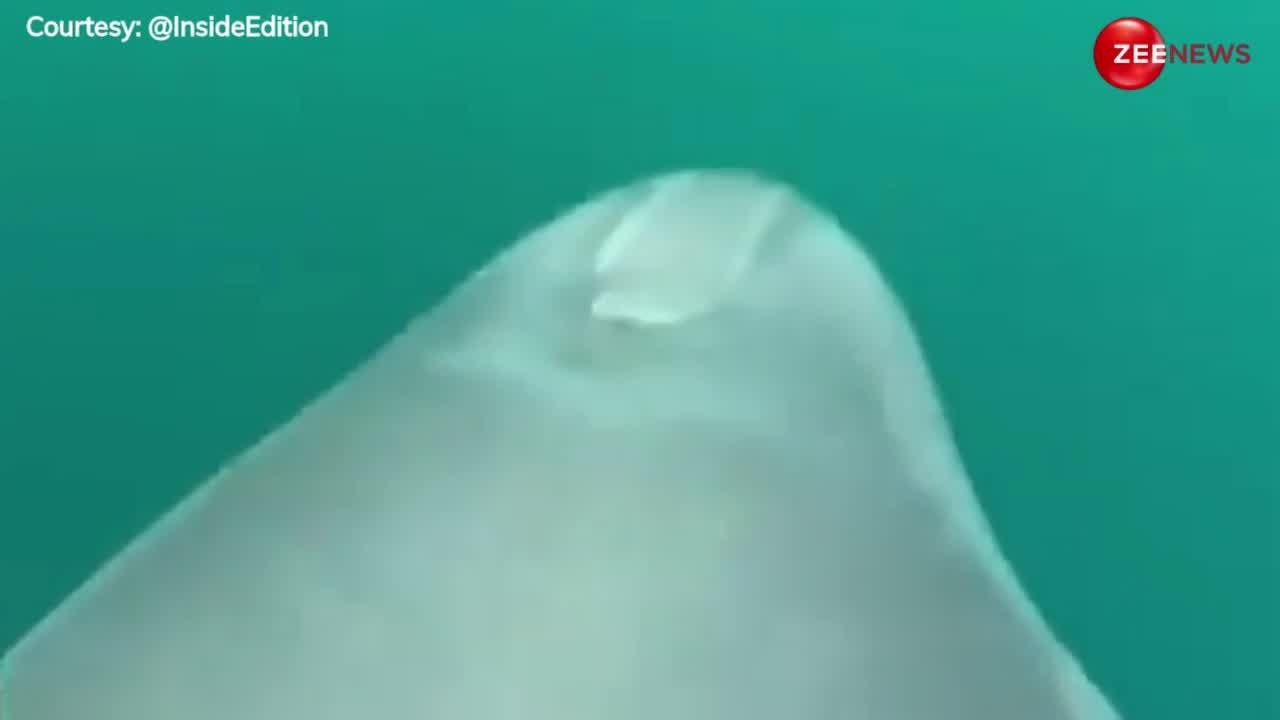 US Navy put camera on dolphin, amazing view captured viral video sea ...