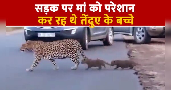 Cubs seen troubling female leopard on the road video of devil cubs is ...