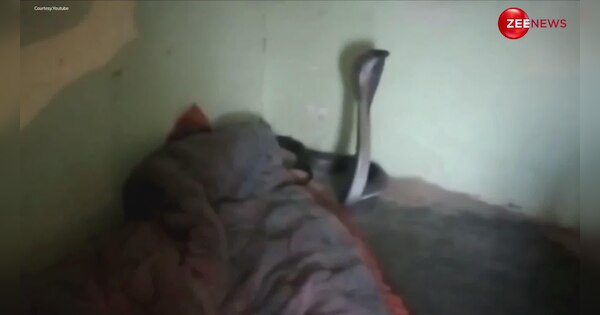 cobra was sleeping happily with the person in the blanket people were ...
