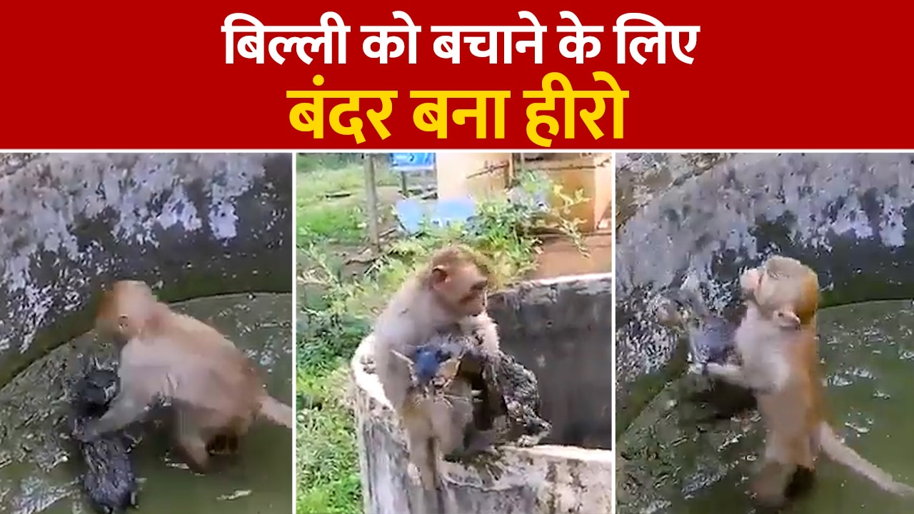 Monkey and cat viral video watch how monkey saved kitten life by ...