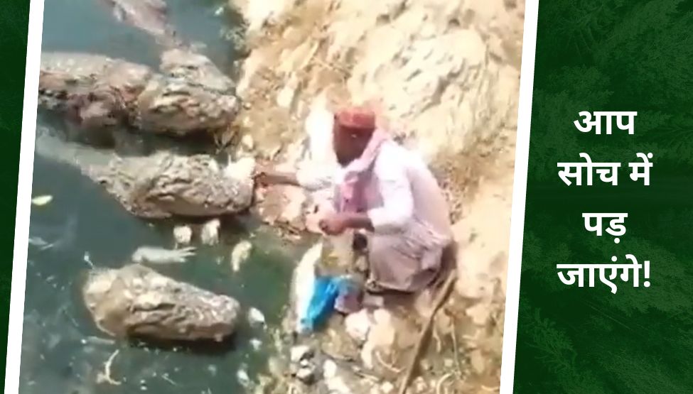 feeding crocodile like fish old uncle doing somthing weird in viral ...