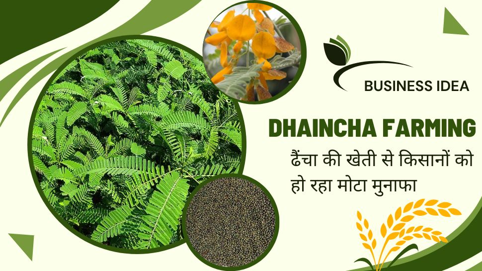 Business Idea Dhaincha Farming farmers get free fertilizer Green Manure ...