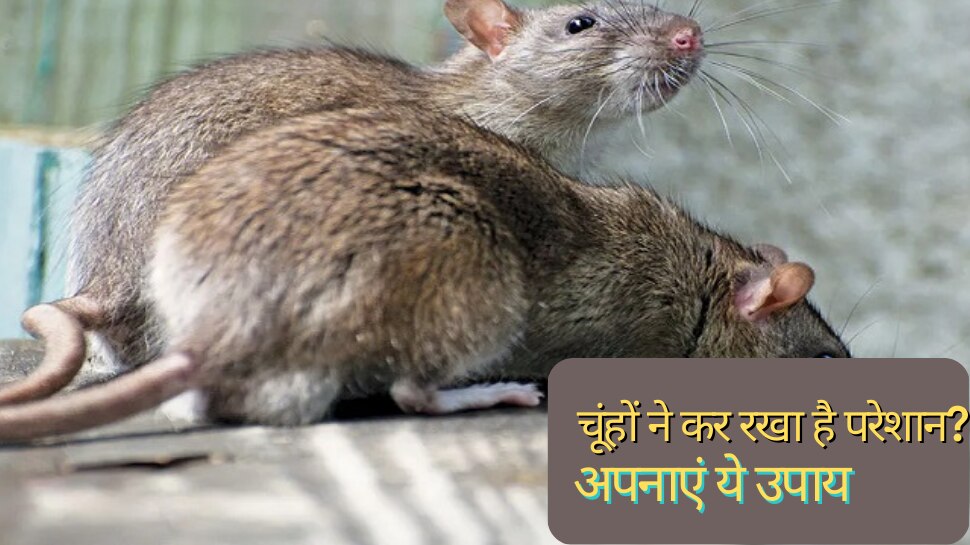 rats remedies how to get rid of rats without killing rats| Rats ...