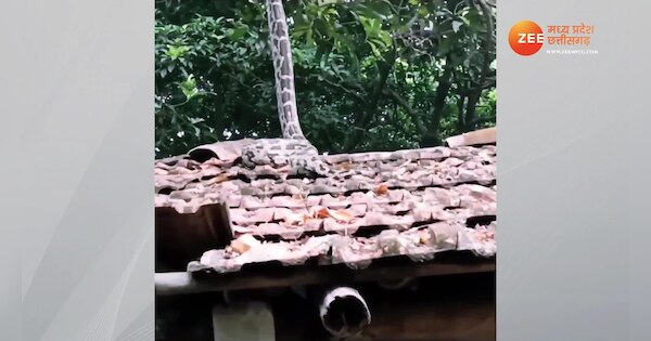 Python standing on roof then climbed tree kavelu par khada hua ajgar ka ...