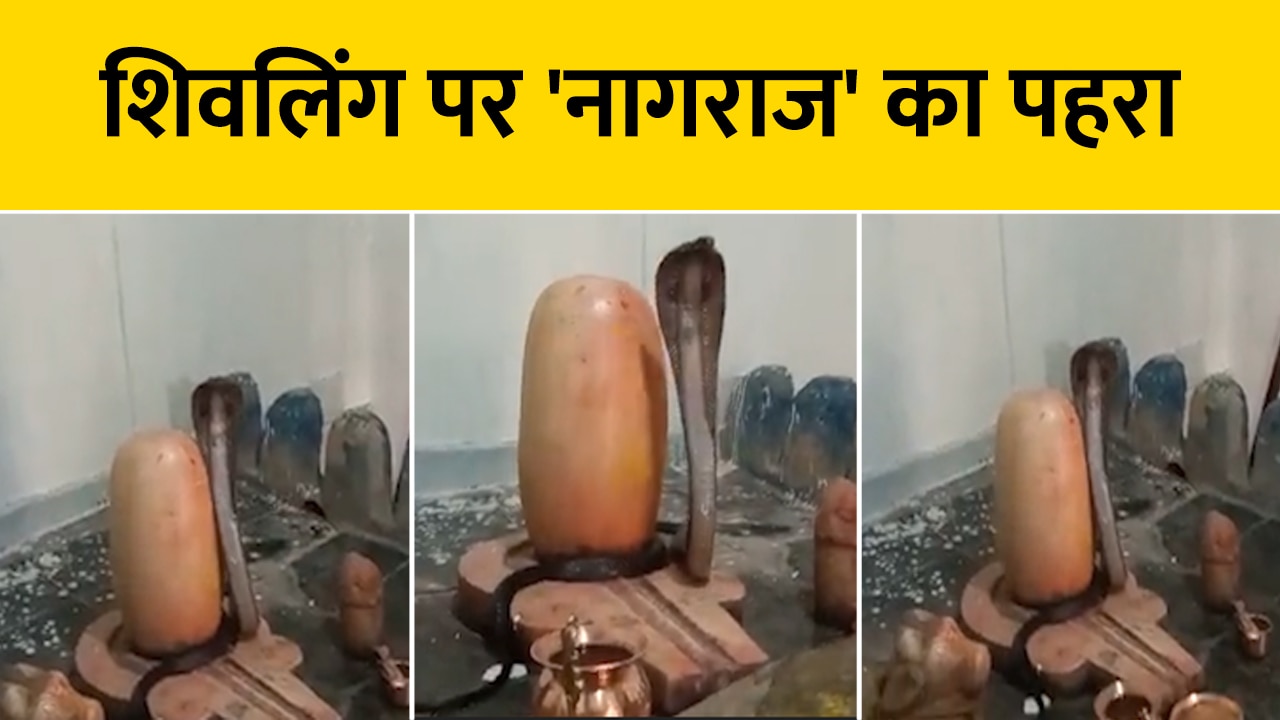 snake wrapped around Shivling in ancient temple watch Viral video ...