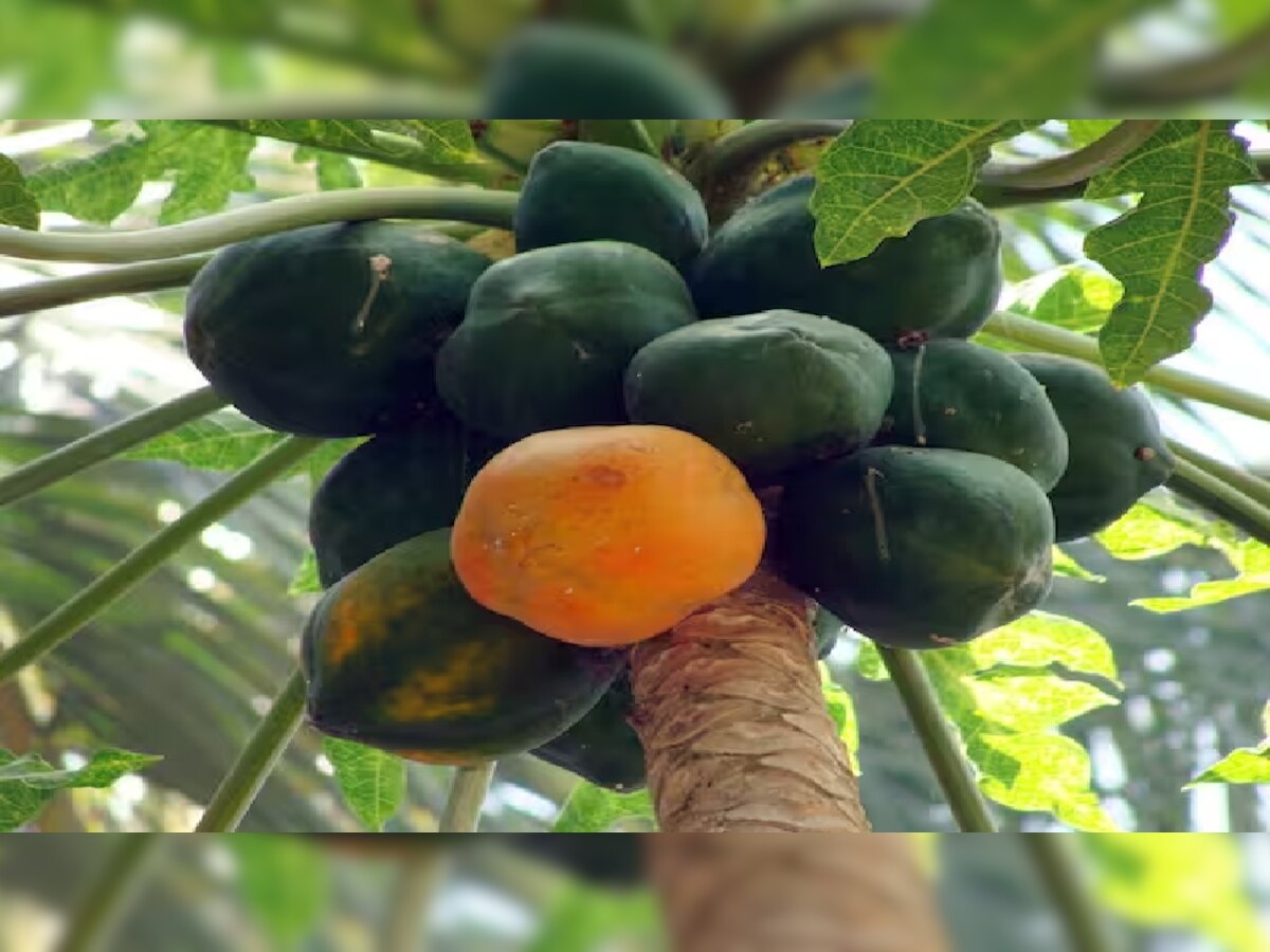 How to buy ripe and sweet papaya check these things at the shop itself ...