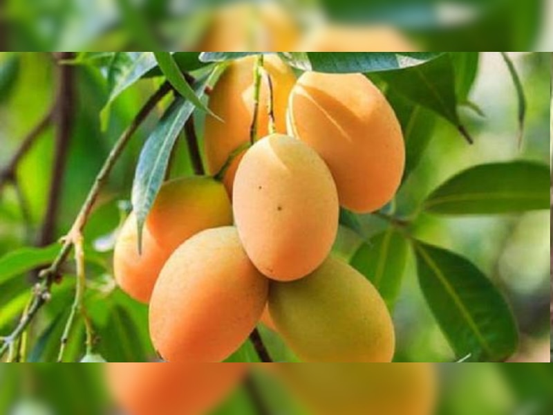 famous varieties mangoes India Rewa Sundarja Mango quality know all ...