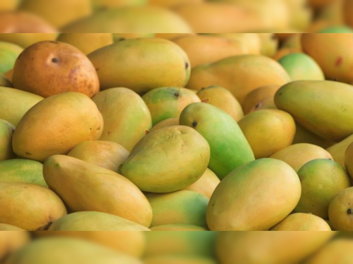 famous varieties mangoes India Rewa Sundarja Mango quality know all ...