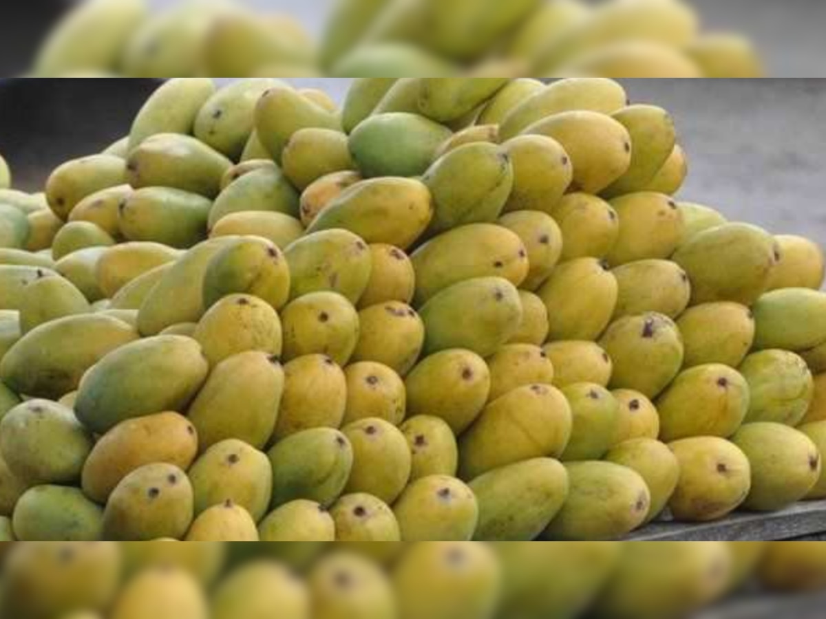 famous varieties mangoes India Rewa Sundarja Mango quality know all ...