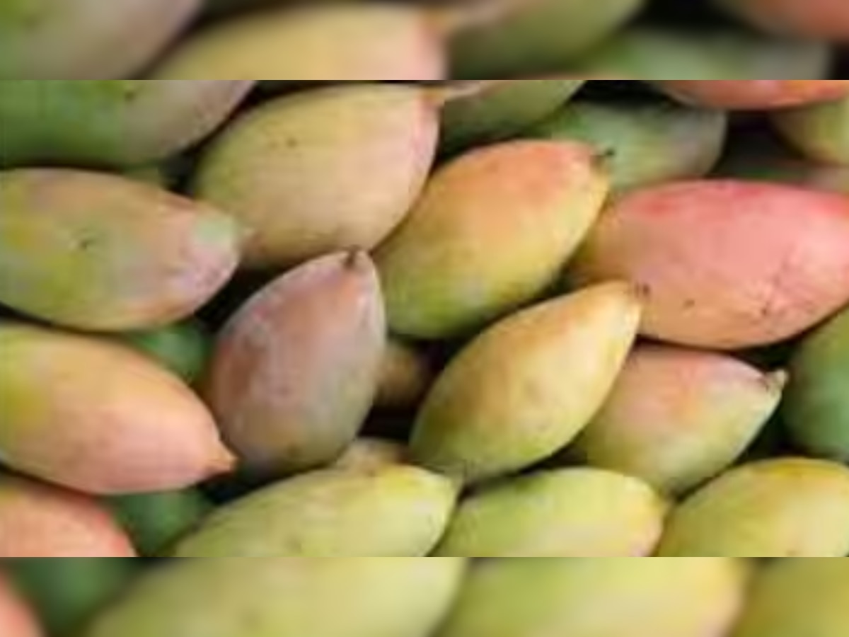 famous varieties mangoes India Rewa Sundarja Mango quality know all ...