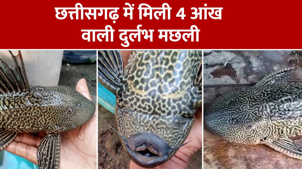 Four eyed fish found in Chhattisagarh river see video char aankh wali ...