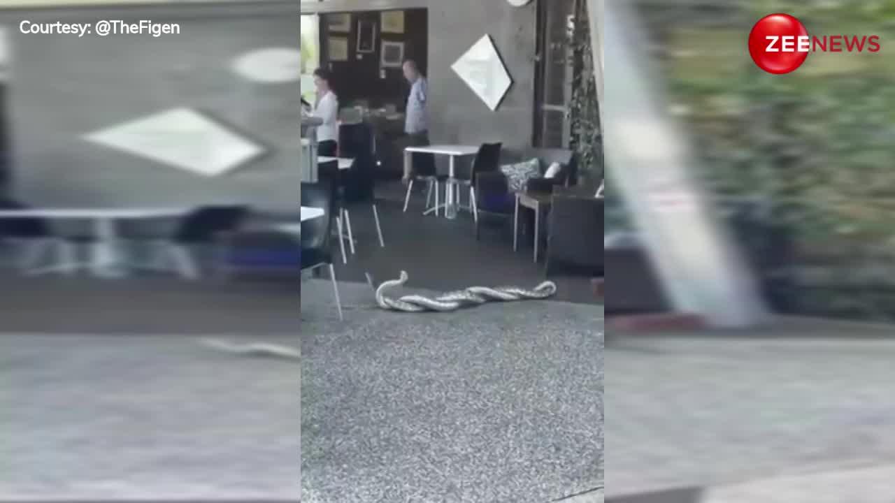 two cobra snakes kept fighting near people in the restaurant wild ...