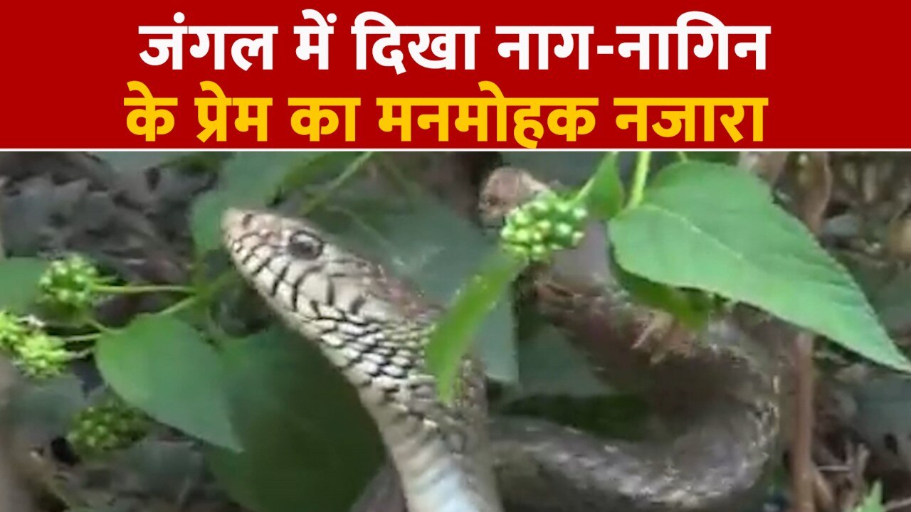 Nag Nagin Couple Seen Making Love In The Forest Video Going Viral On Social Media जंगल में