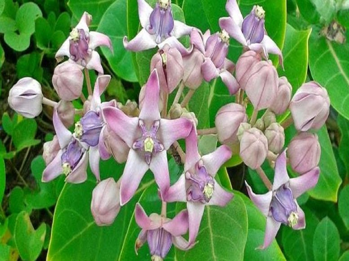 Report do not keep these plant near Tulsi tree maa lakshmi get angry ...