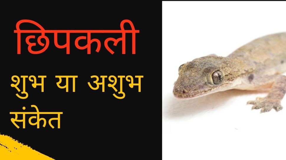 Lizard Indication Seeing in house is auspicious or inauspicious sign ...