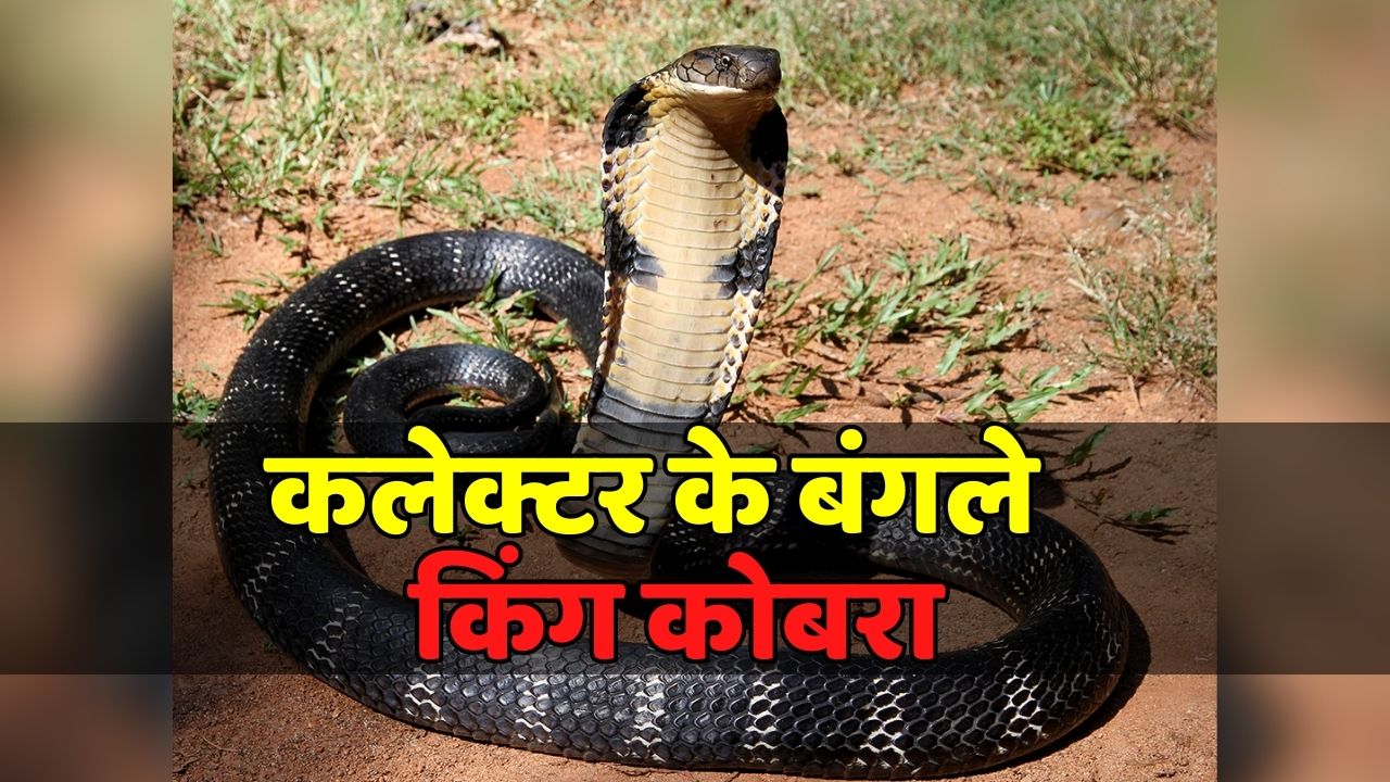 King Cobra Video snake entered collector bungalow in Kota rajasthan ...