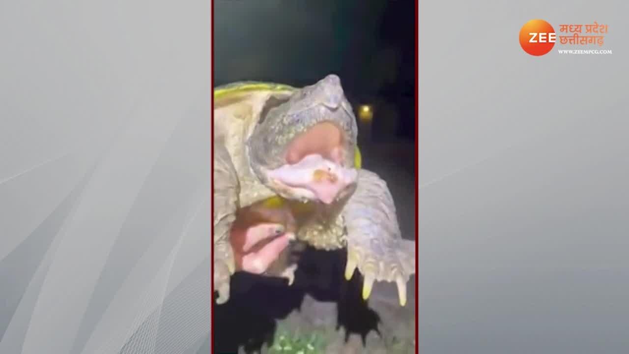 Turtle with two mouths Never seen such fierce form two faced turtle ...