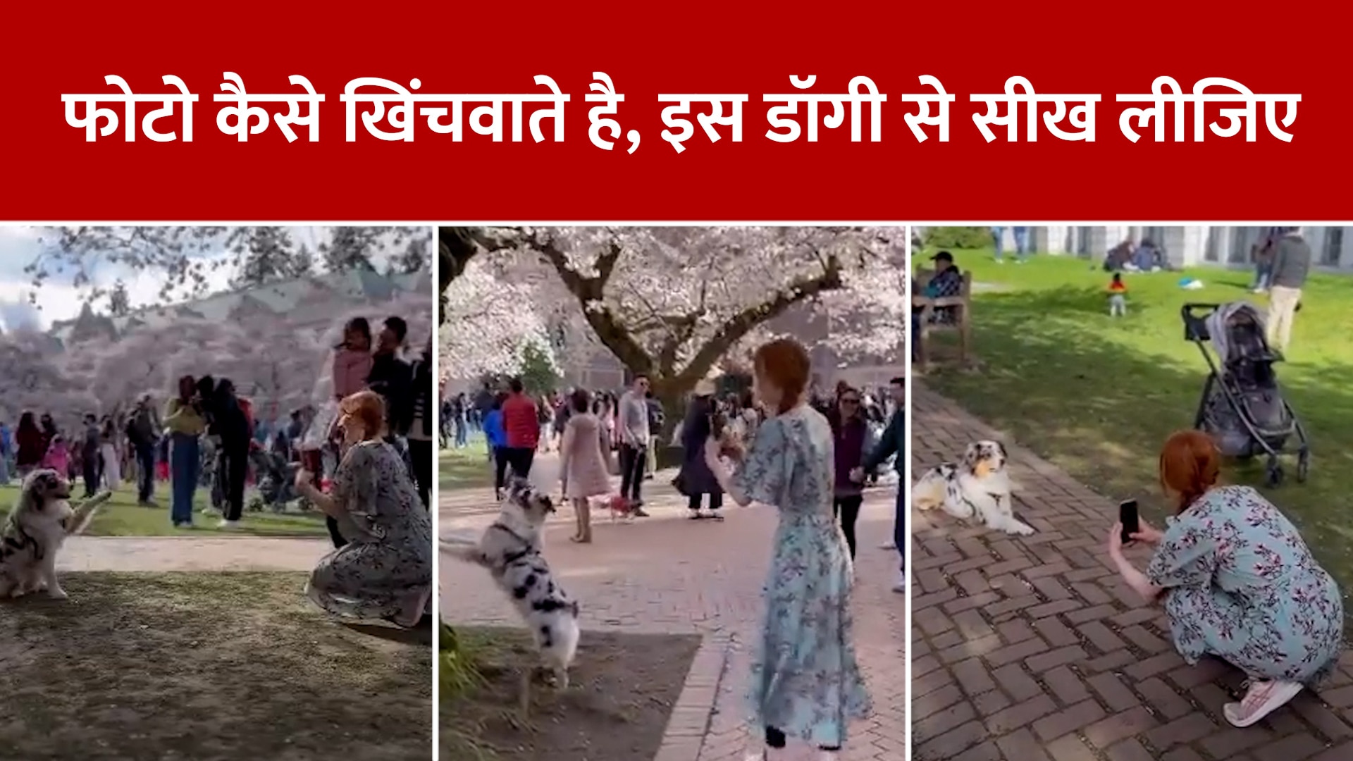 Dog click own picture from mobile camera and give cute poses to click ...