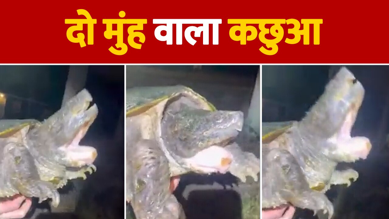 Turtle with two mouths went viral on internet watch amazing video | दो ...