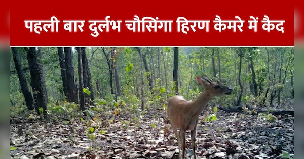 Rare Chausinga deer seen for the first time in Kanger Valley National ...