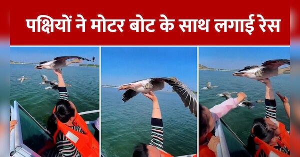 Birds Racing with motor vote tourist playing with birds video goes ...