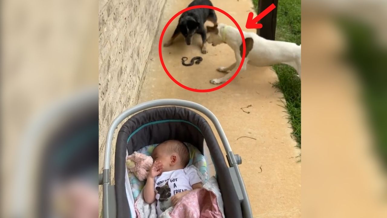 King Cobra VideoTo save child dog fought with poisonous snake then ...