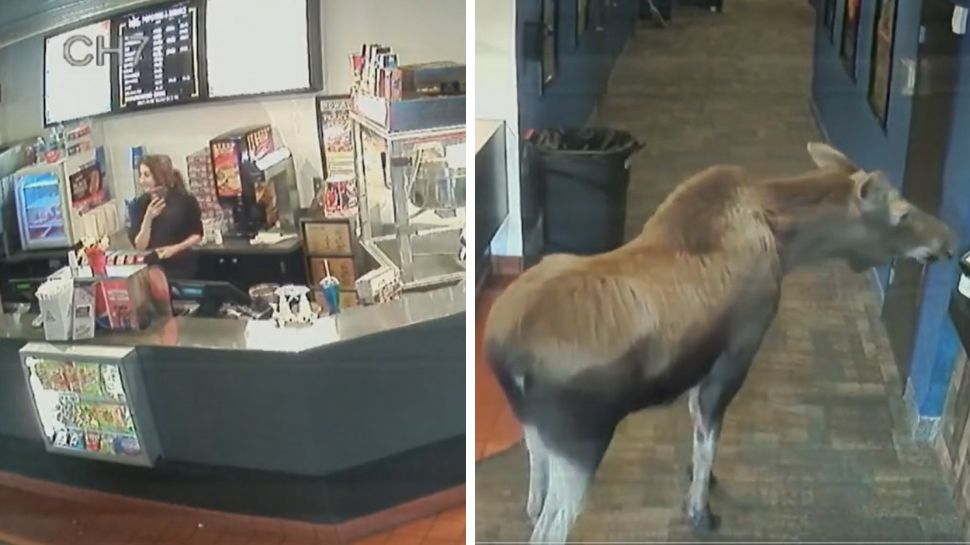 animal enter in movie theater tasting snacks popcorn video goes viral ...