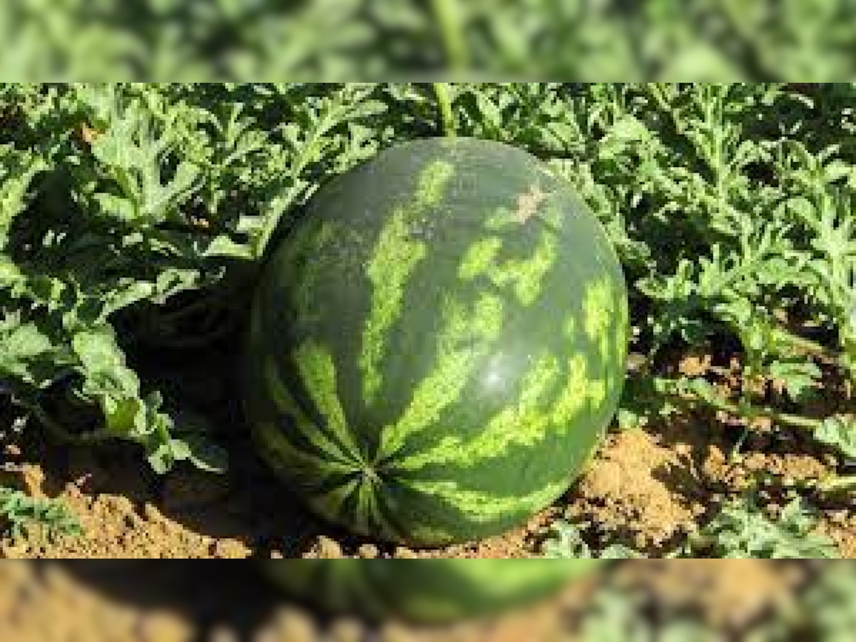 Watermelon Buying Tips how to Identify whether watermelon is sweet or ...