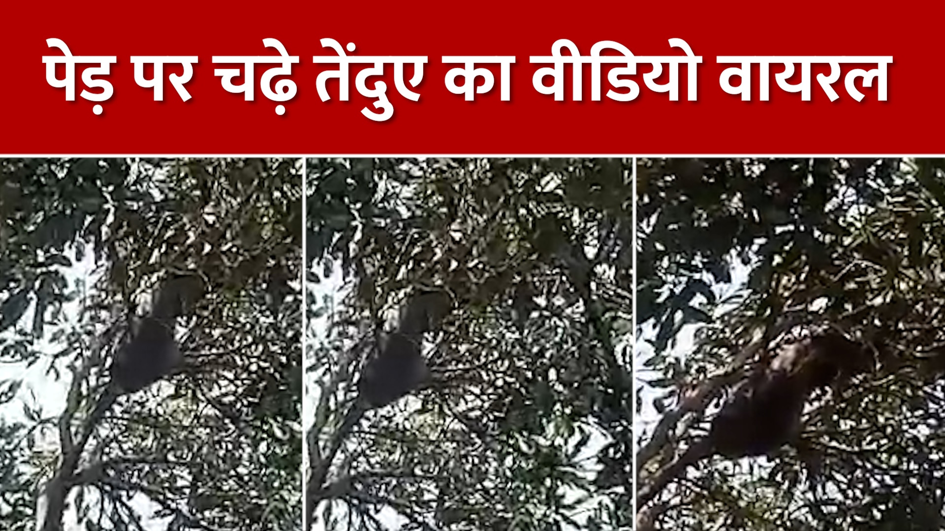 Leopard climbing on tree goes viral on internet watch heart warming ...
