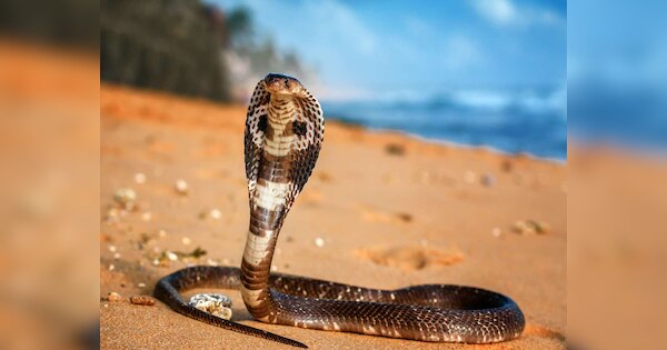Cobra Snake Viral Video lesson taught to poachers |Cobra Snake Video ...