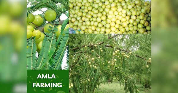 Business Idea Money Making Tips Gooseberry Farming amla ki kheti get ...