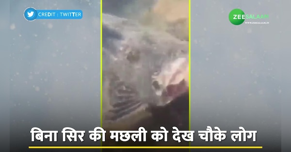 Viral Video of fish without head seen swimming in river | Viral Video ...