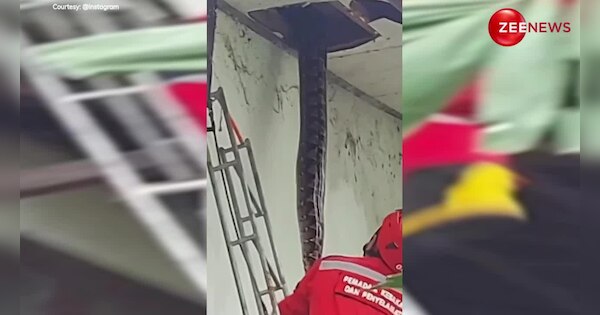 A fat python came out from the roof of the house the senses of the ...
