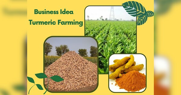 Turmeric Farming Business Idea start antibacterial Haldi ki Kheti get ...