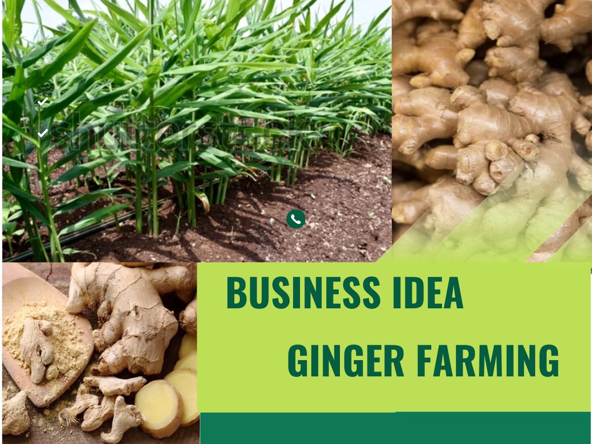 Business Idea Ginger Farming health benefits of Ginger know How to ...