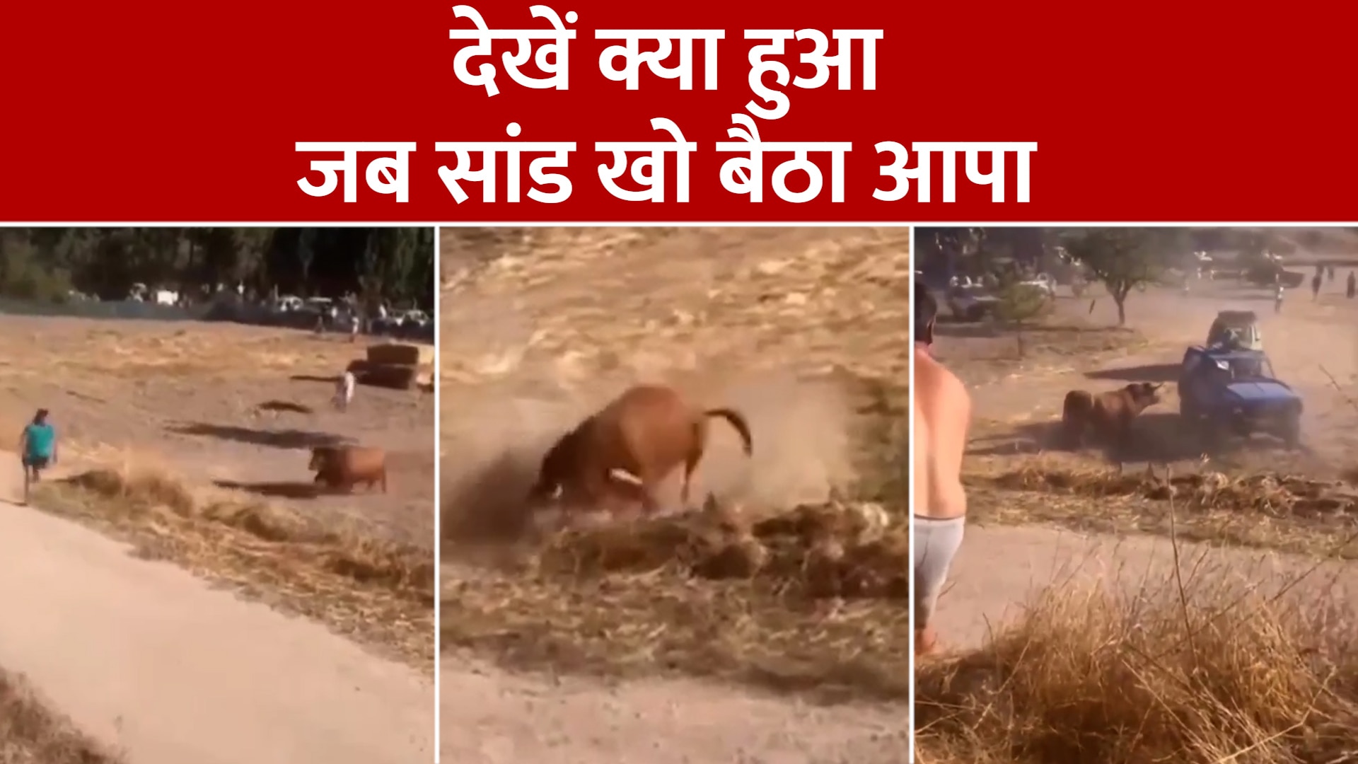Bull hiting man on ground went viral on social media watch heart ...