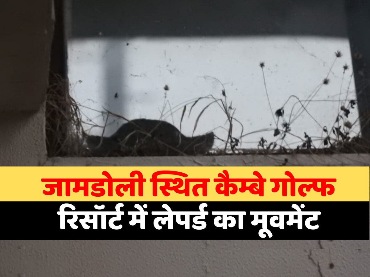Jaipur News Movement of Leopard in Cambay Golf Resort Jamdoli shocking ...