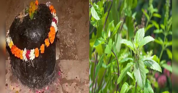Monday Puja tips in hindi Why tulsi leaves not offered on shivling | Monday Puja tips: शिवलिंग ...