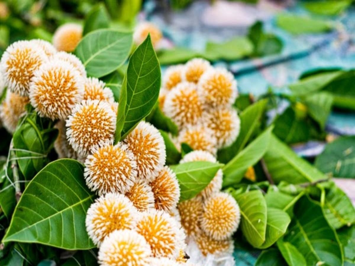 Kadamb Ke Upay: कदंब के फूल का ये उपाय है बेहद चमत्कारीकस करते ही हर ...