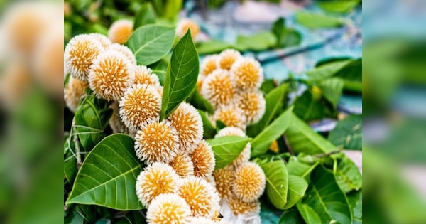 Kadamb Ke Upay: कदंब के फूल का ये उपाय है बेहद चमत्कारीकस करते ही हर ...